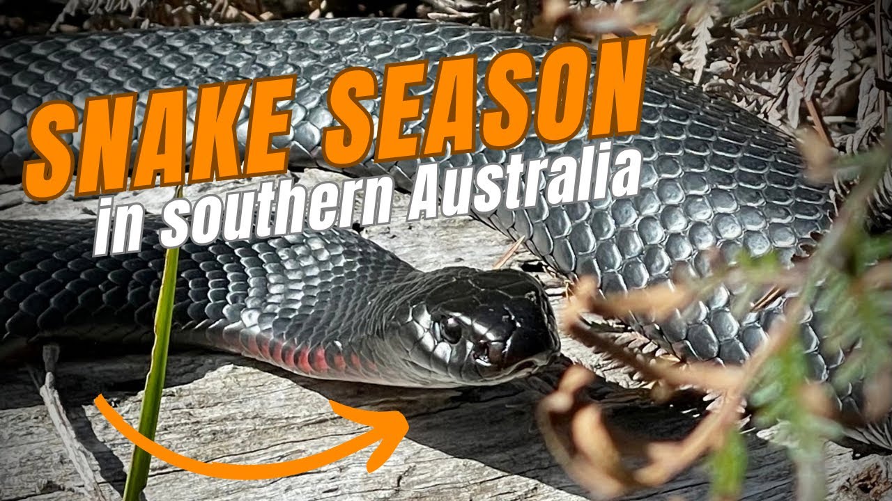 Snake season in southern Australia. @mrslytherinreptiles - YouTube