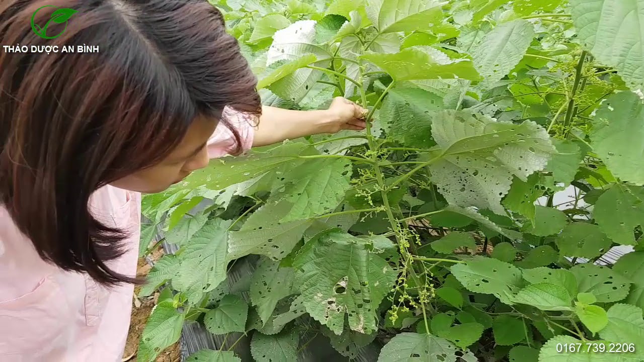 Cây củ gai là cây gì? Hình dáng ra sao? 0377392206 - YouTube