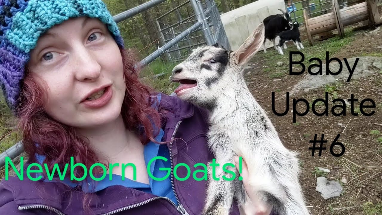 2020 Baby Update #6 Newborn Goats! Sleepy Foal, colt, goat milking ...