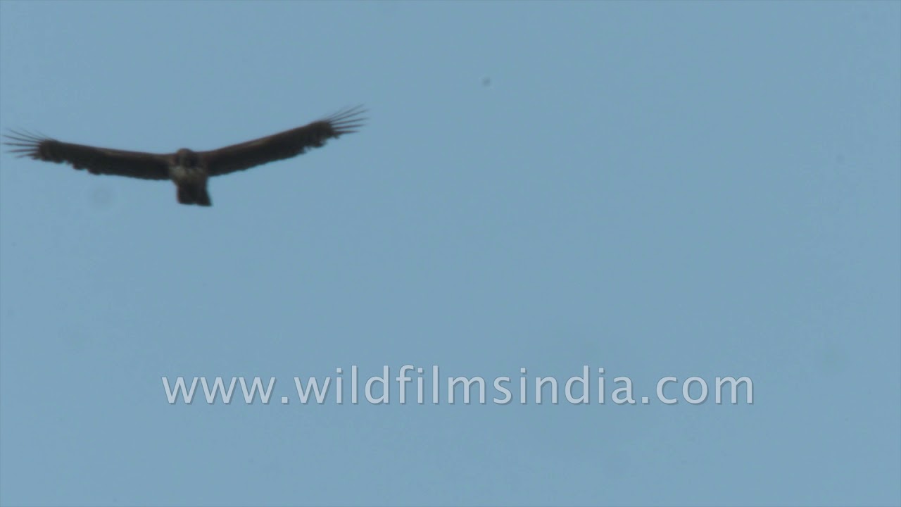 Gliding it's way in the sky | Mountain hawk-eagle and the Himalayan ...