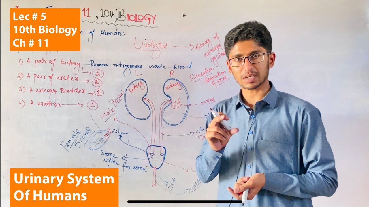 Urinary System of Humans - Biology Chapter 11 Homeostasis - class 10th ...