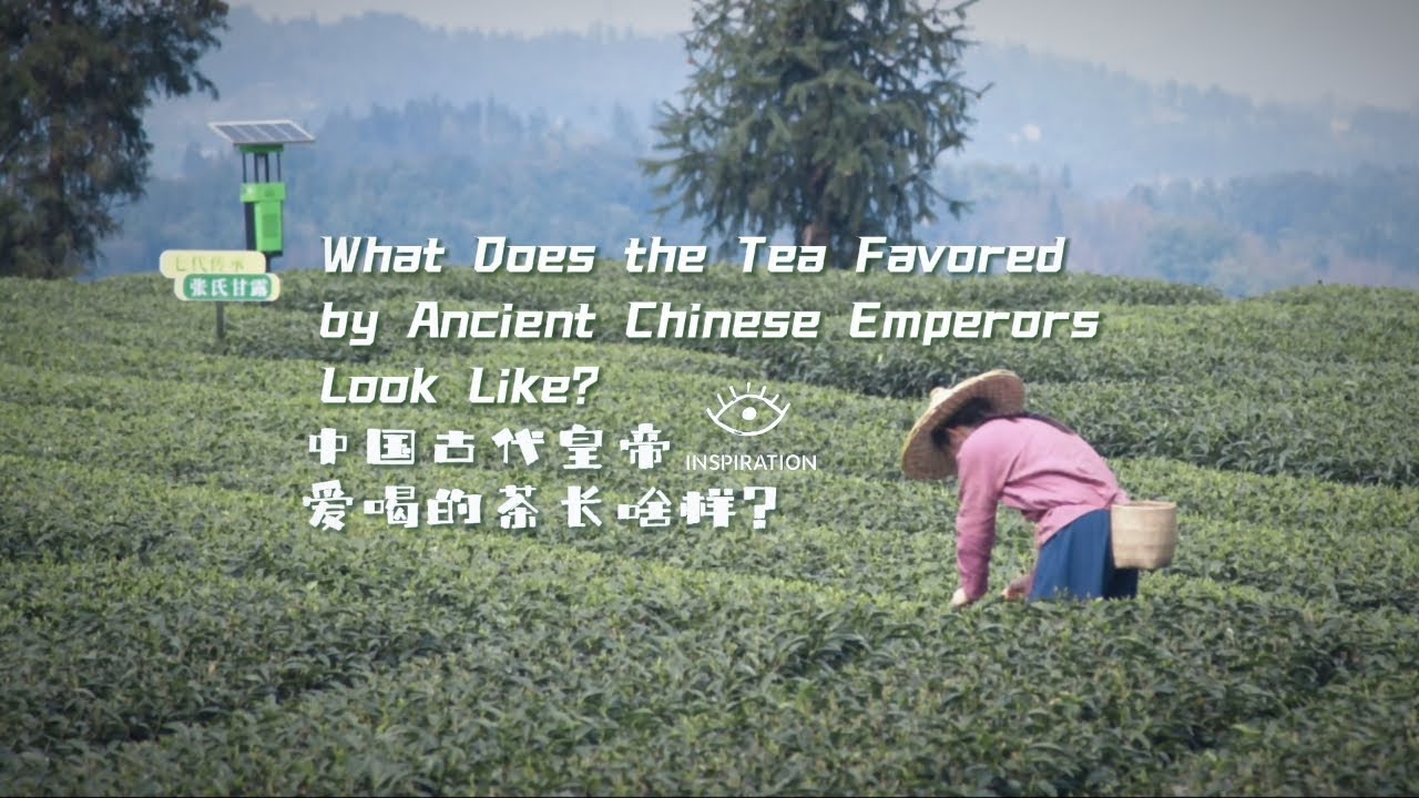 靈感中國Inspiration丨中國古代皇帝愛喝的茶長啥樣？What Did the Tea Favored by Ancient ...