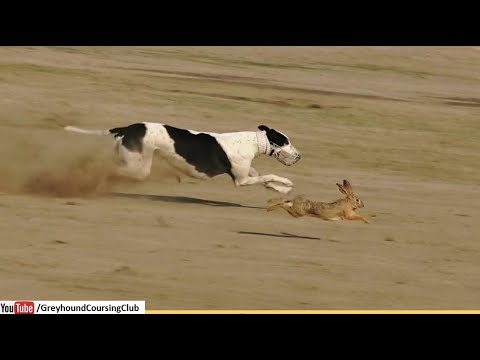 Rabbit coursing with greyhound - YouTube