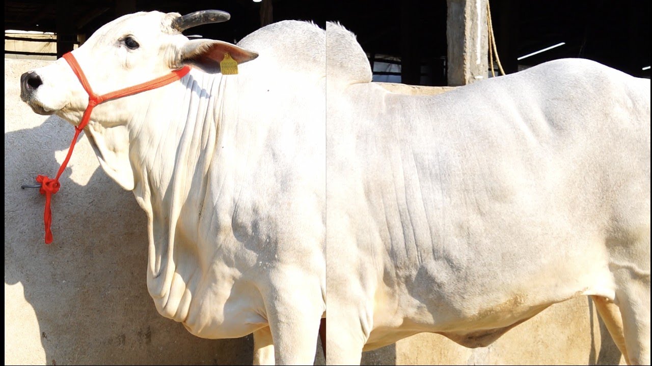 Heaviest Andhra Cow || Queen of Bamunia || from Sardar Cattle Farm ...