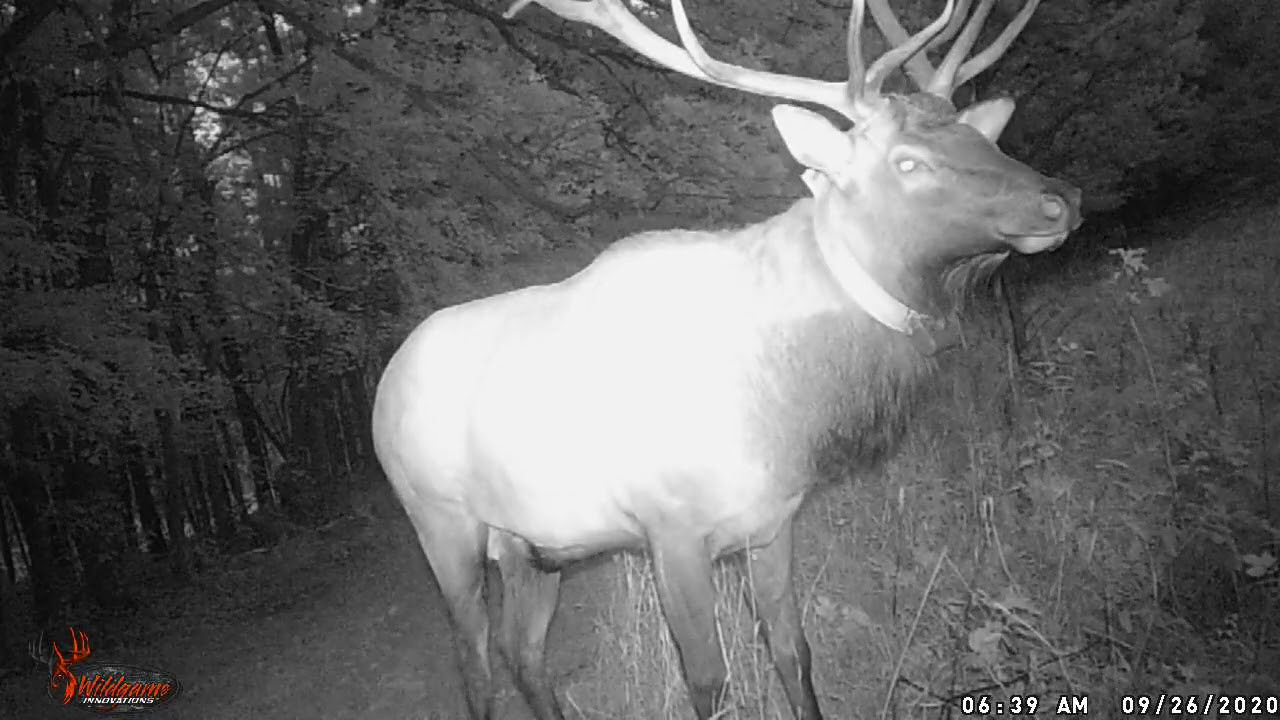 Wisconsin elk trail cam videos 2 the rut - YouTube