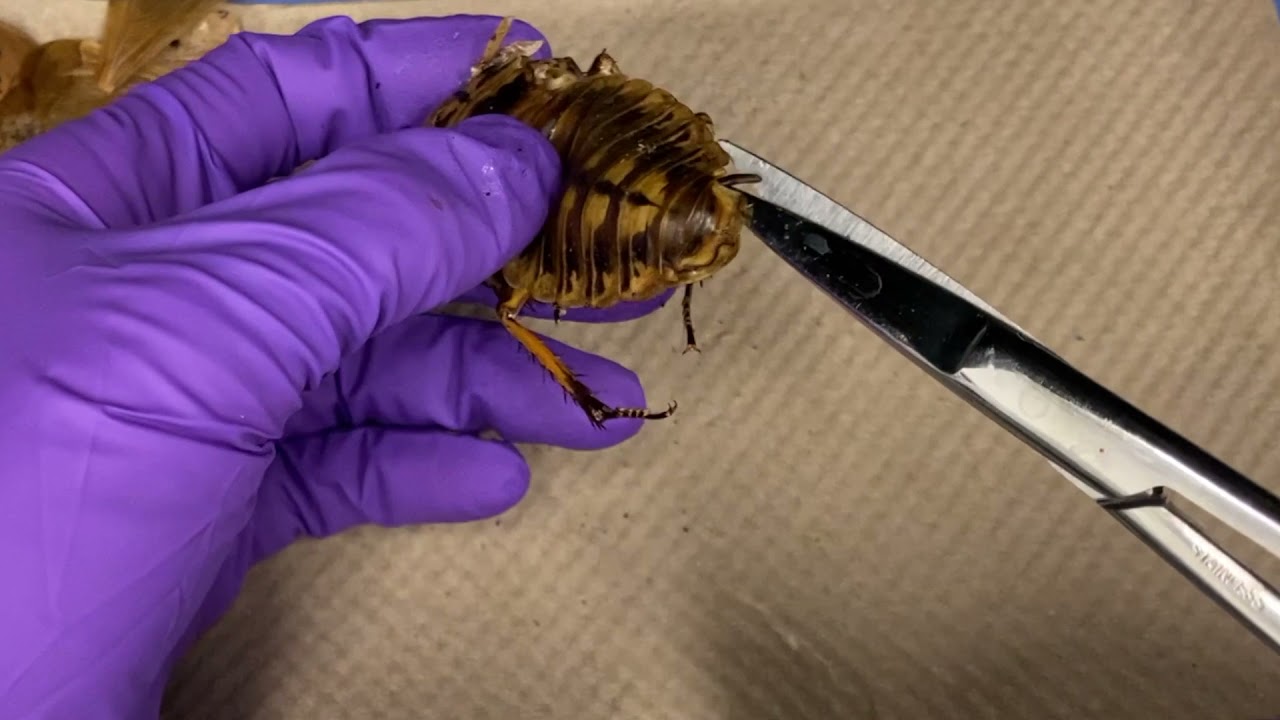 BIO153 Peppered Cockroach Dissection - YouTube
