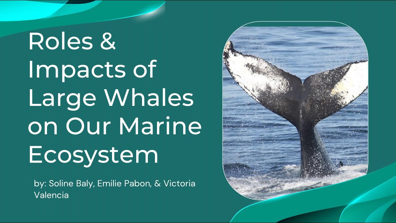 Roles & Impacts of Large Whales on Our Marine Ecosystem - YouTube