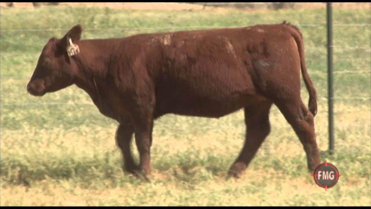 LOT 1228 RA Brown Ranch - YouTube