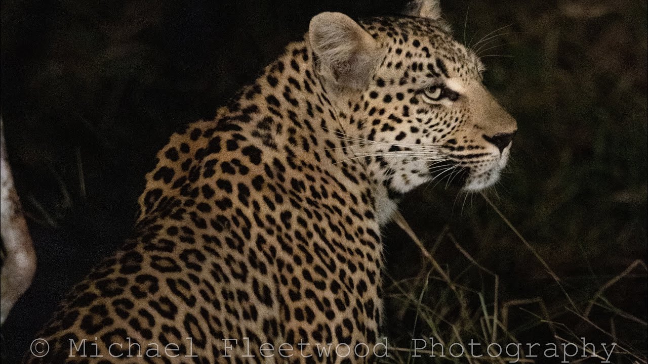 Watika Female Leopard on Nkorho - June 7, 2023 - YouTube