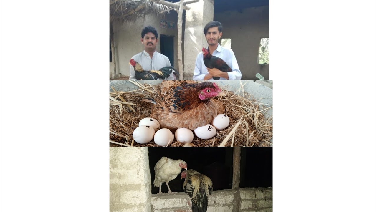 Aseel breeding season 2025 minewaell java breeding progress 5 murgi ...