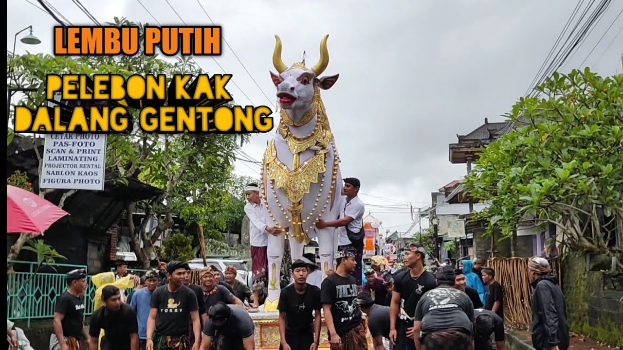 lembu putih pelebon kak dalang gentong #lembuputih #pelebon - YouTube