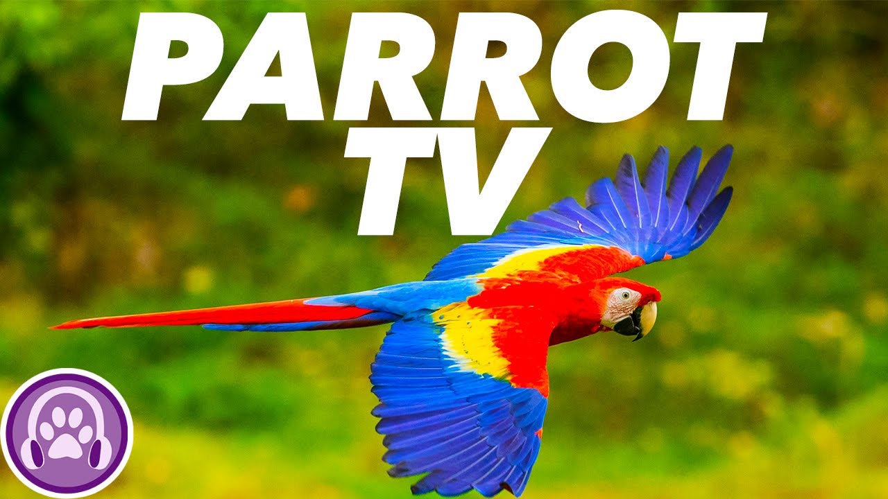 PARROT TV! Stimulating Entertaining Videos for Bored Parrots! - YouTube