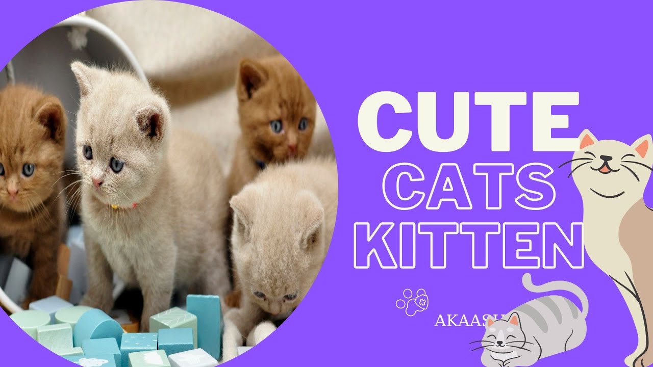 😹 You Definitely Laugh, Trust me - Funniest Cats Expression Video 😇 ...