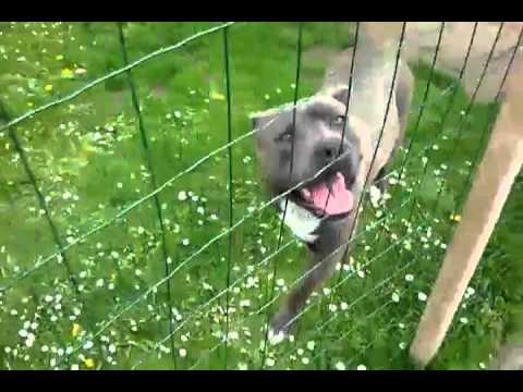 American staff Bleu - YouTube