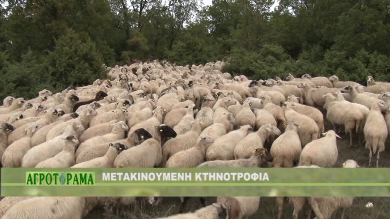ΜΕΤΑΚΙΝΟΥΜΕΝΗ ΚΤΗΝΟΤΡΟΦΙΑ -2016- ΕΛΛΑΔΑ-TRANSHUMANCE - YouTube