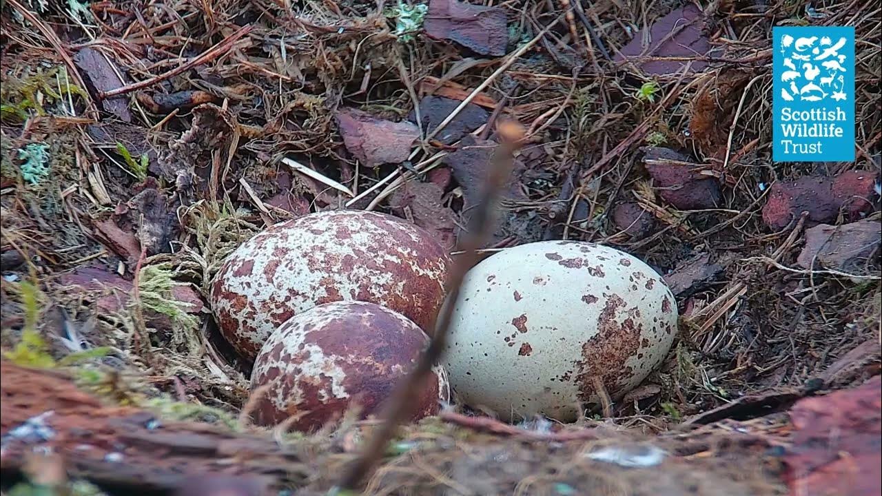Time for a Wing Stretch and Pre-Hatching Egg Close Up - (Loch of the Lowes Osprey Webcam 2023 ...