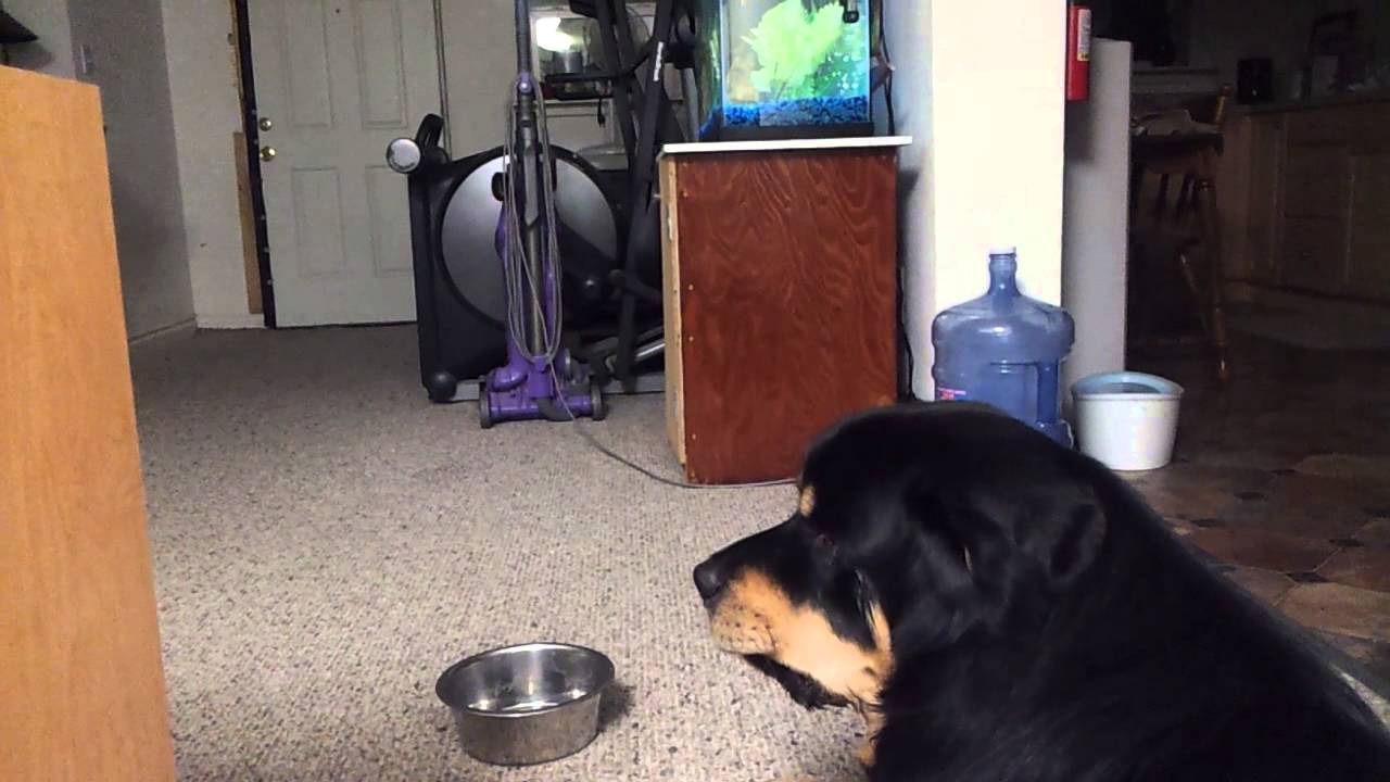 Tibetan Mastiff: evil, evil Dyson! - YouTube