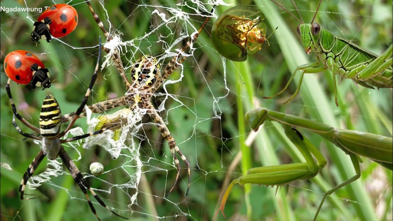 Amazing Insects in wild‼️catching Mantis,spider,golden ladybugs ...