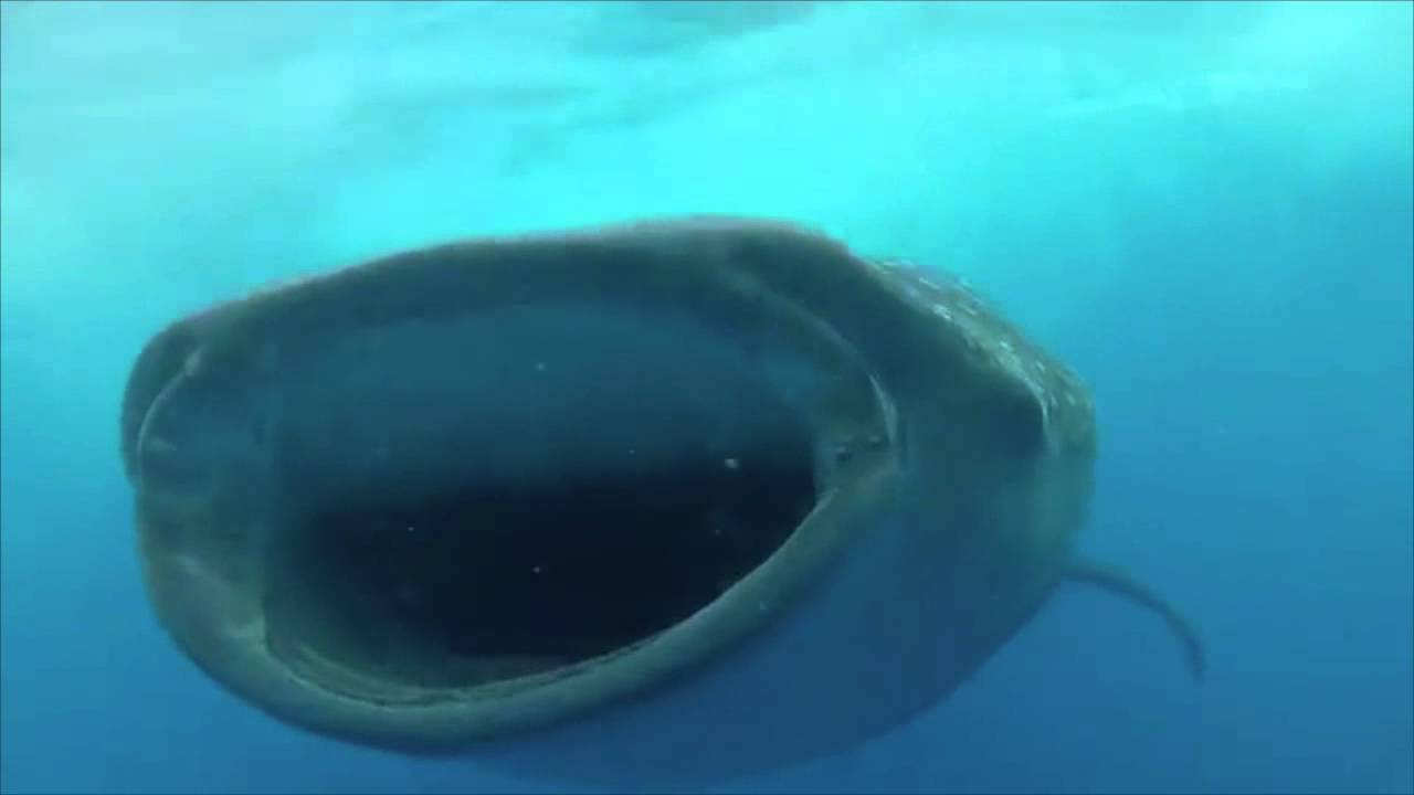 beautiful, singing shark - YouTube