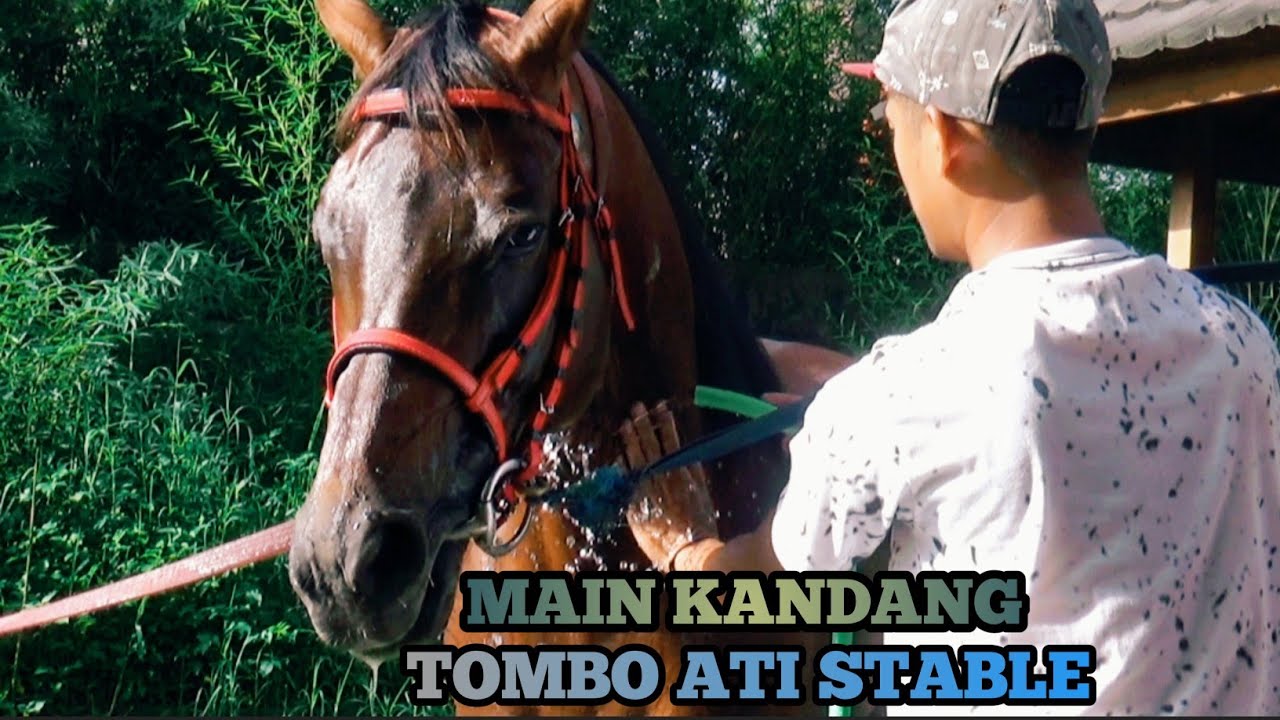 MELIHAT AKTIFITAS GROOM TOMBO ATI DAN ARAGON STABLE MERAWAT KUDA PACU . - YouTube
