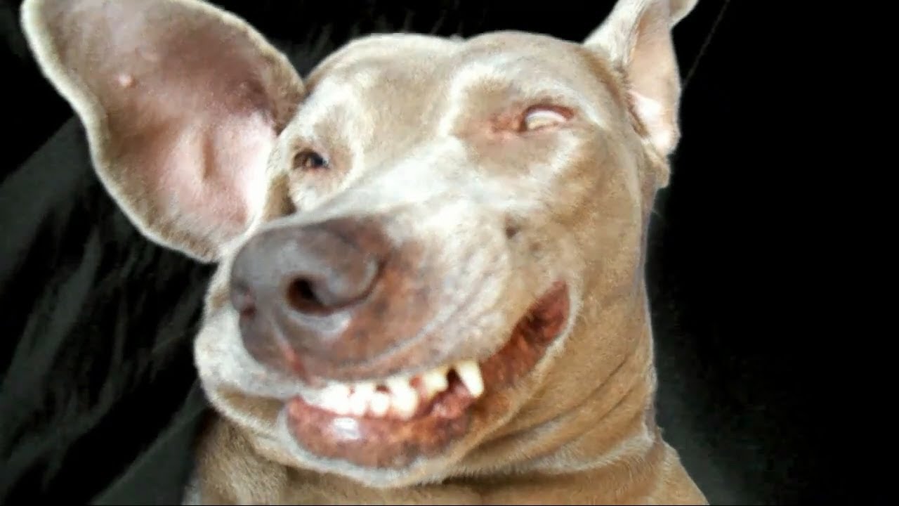 Worlds Scariest Pop Up W The Cussing Dog Lmao YouTube worlds-scariest-pop-up-w-the-cussing-dog-lmao-youtube