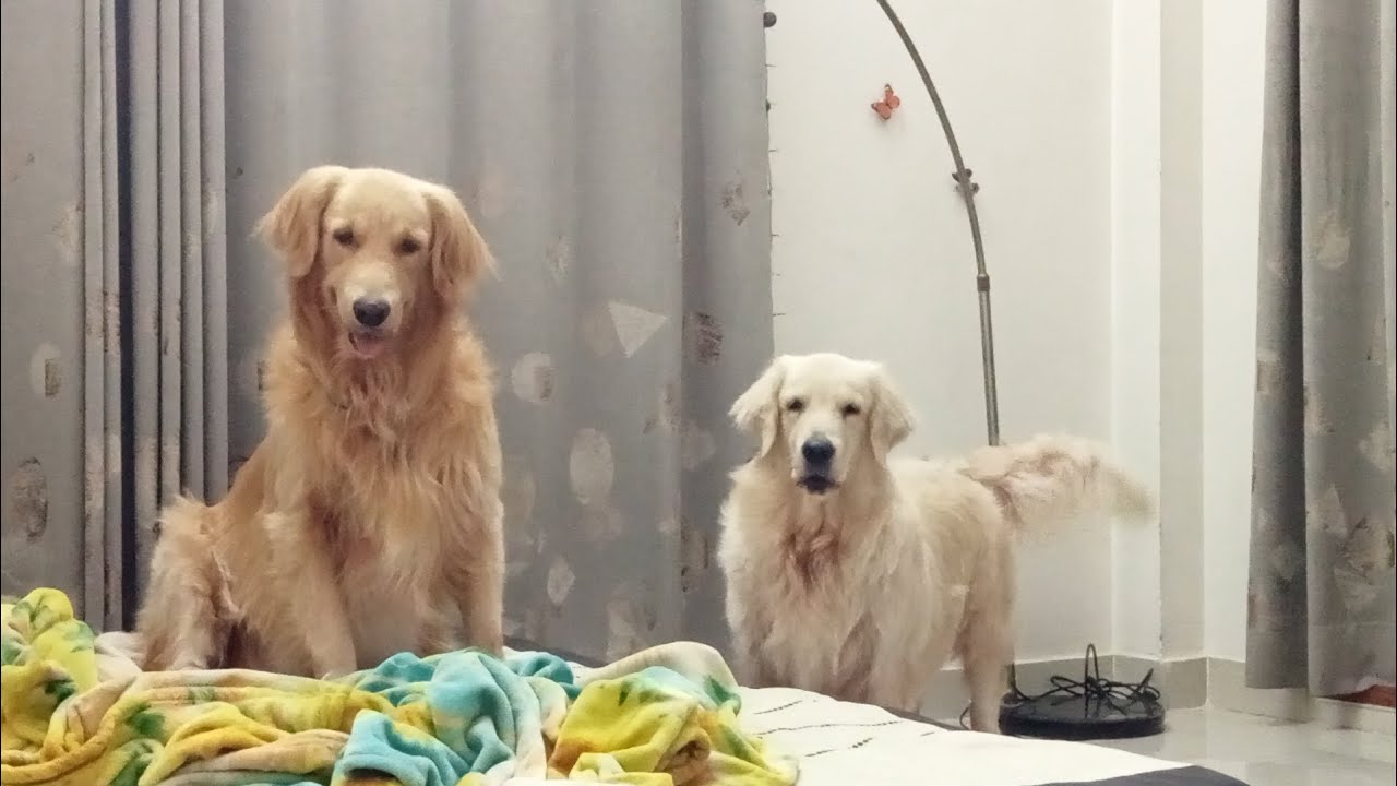 বইয়ের যন্ত্রনা শান্তি করে শুতেও পারি না 🤣🤣🤣JOSÉ, BUTTER |José, The ...