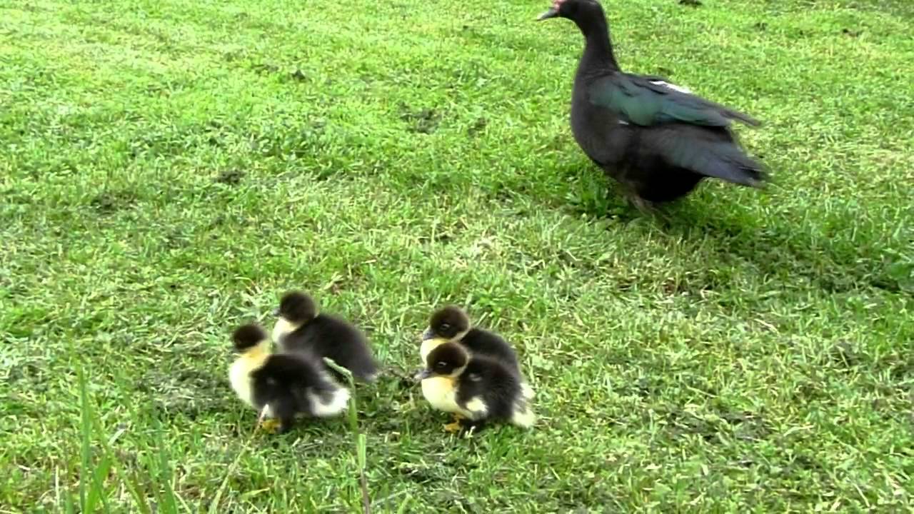 11 cute ducklings with 2 mums and 1 dad - YouTube