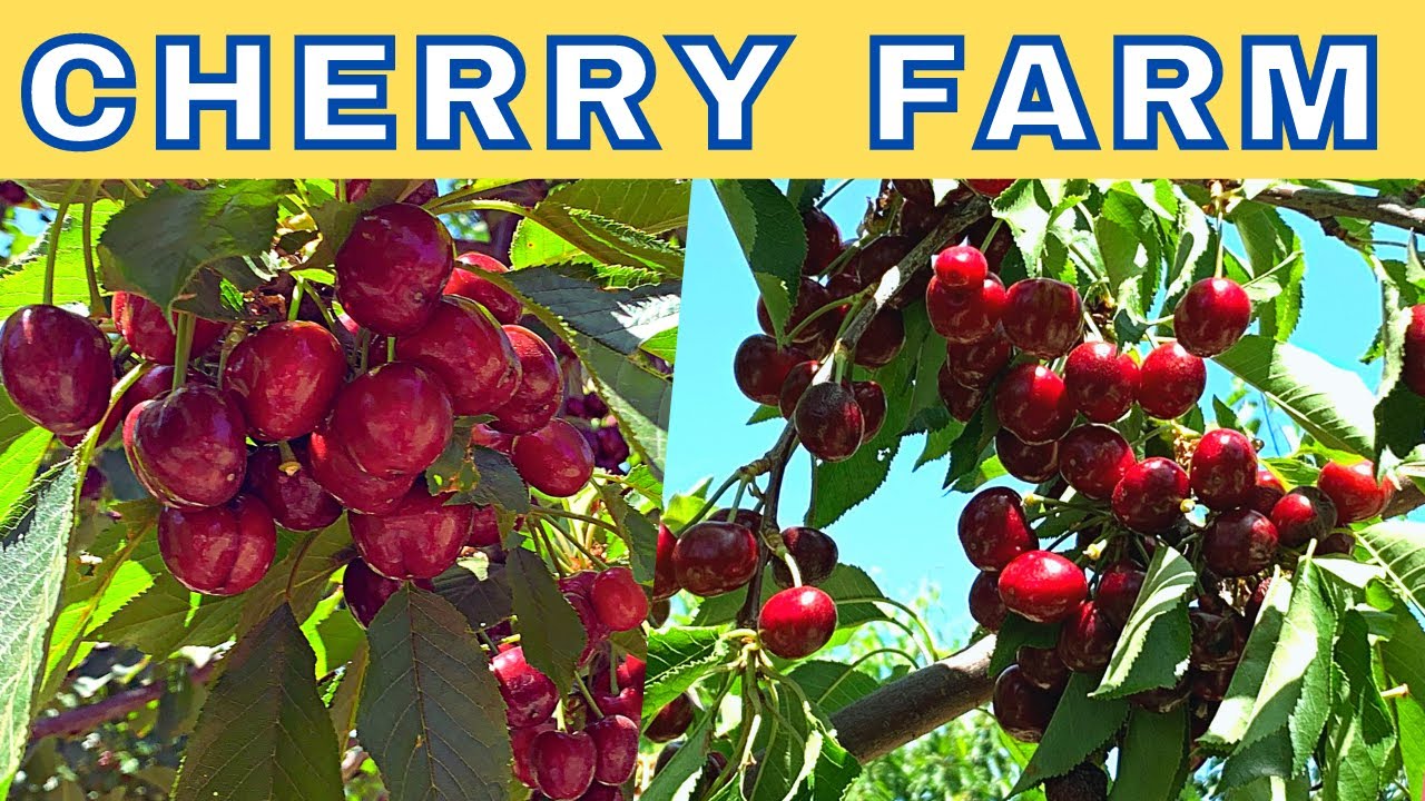Cherry Farm | Cherry Picking #jayanthjathin | USA - YouTube