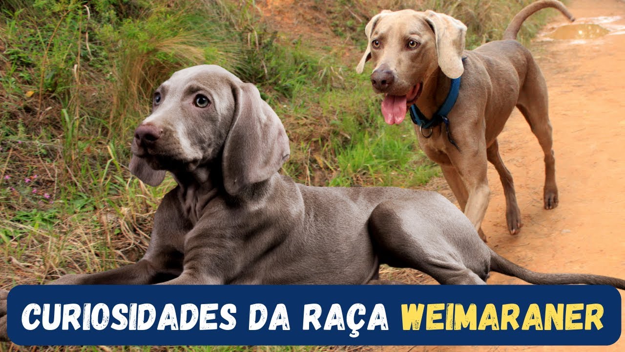RAÇA DE CACHORRO WEIMARANER - Conheça os Segredos do Weimaraner - YouTube