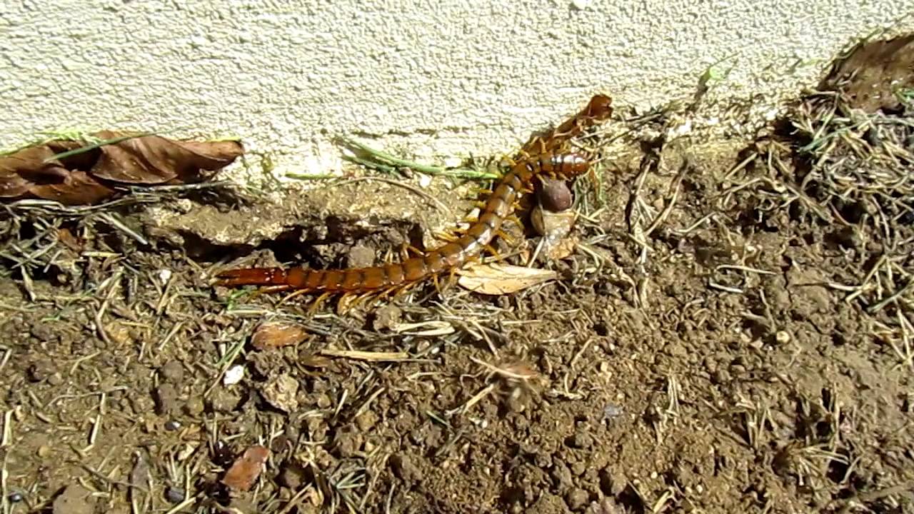 Greek centipede - YouTube