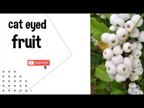 പൂച്ച പഴം | poocha pazham | fruit plant - YouTube