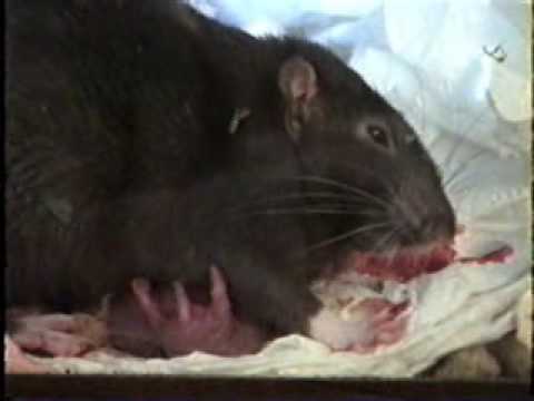 Pet rat giving birth - YouTube