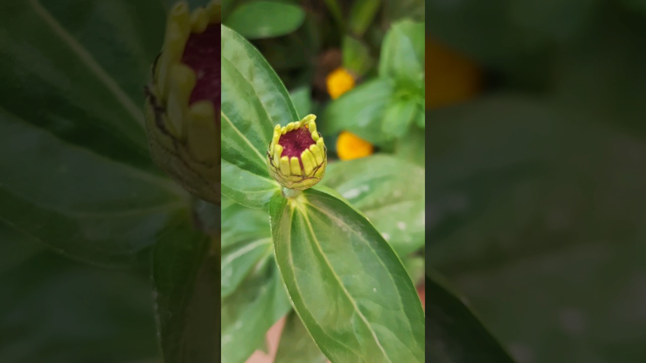 blooming flower (kali) - YouTube