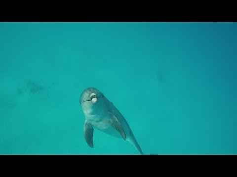 Impressionen: Schwimmen mit Delfinen