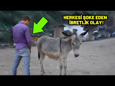 Bu Adamın Eşeğiyle Yaptığını İzleyin! Milyonları Şok Eden Şeye İnanamayacaksınız.