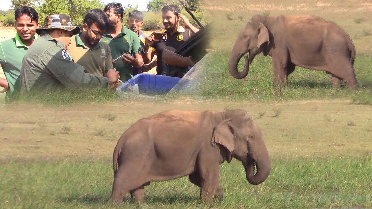 The wildlife officers treated an injured elephant ! - YouTube