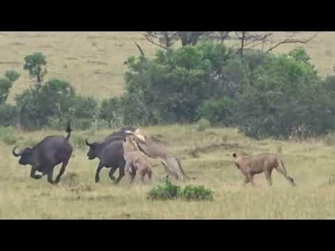 Savage Lions Chase and Kill Buffalo Hordes - YouTube