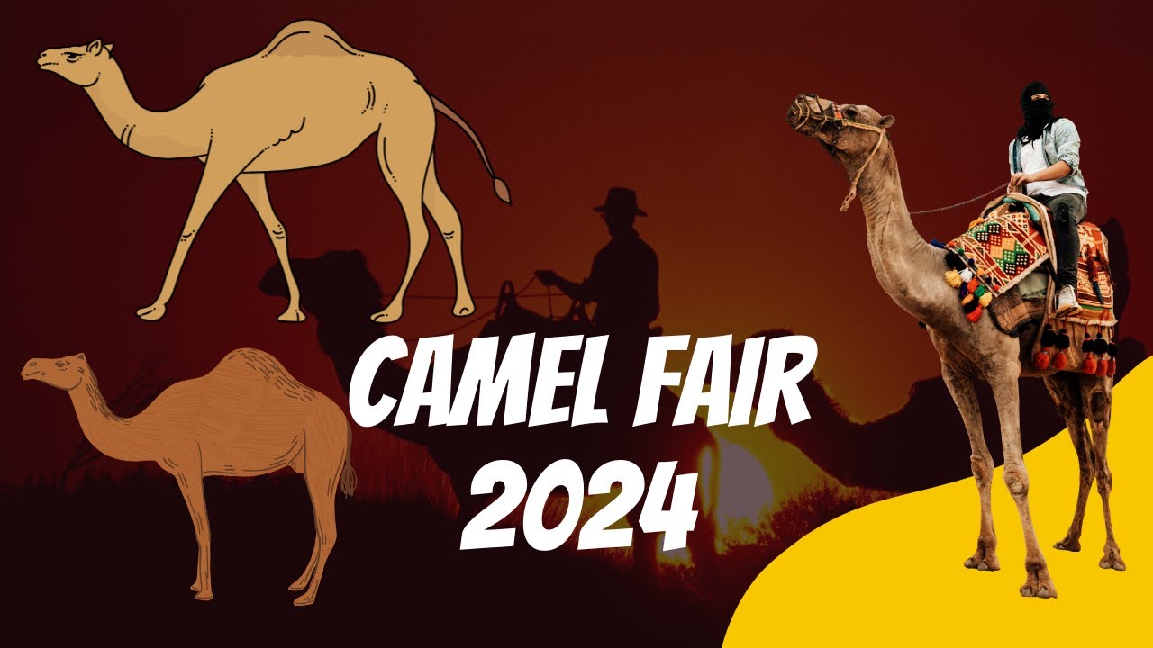 Camel Market 2024 | Camel Mandi 2024 | Camel Fare | Camels everywhere ...