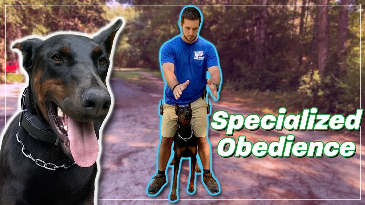 The Quick Trick to Teach Your Dog to Go Between Your Legs! - YouTube