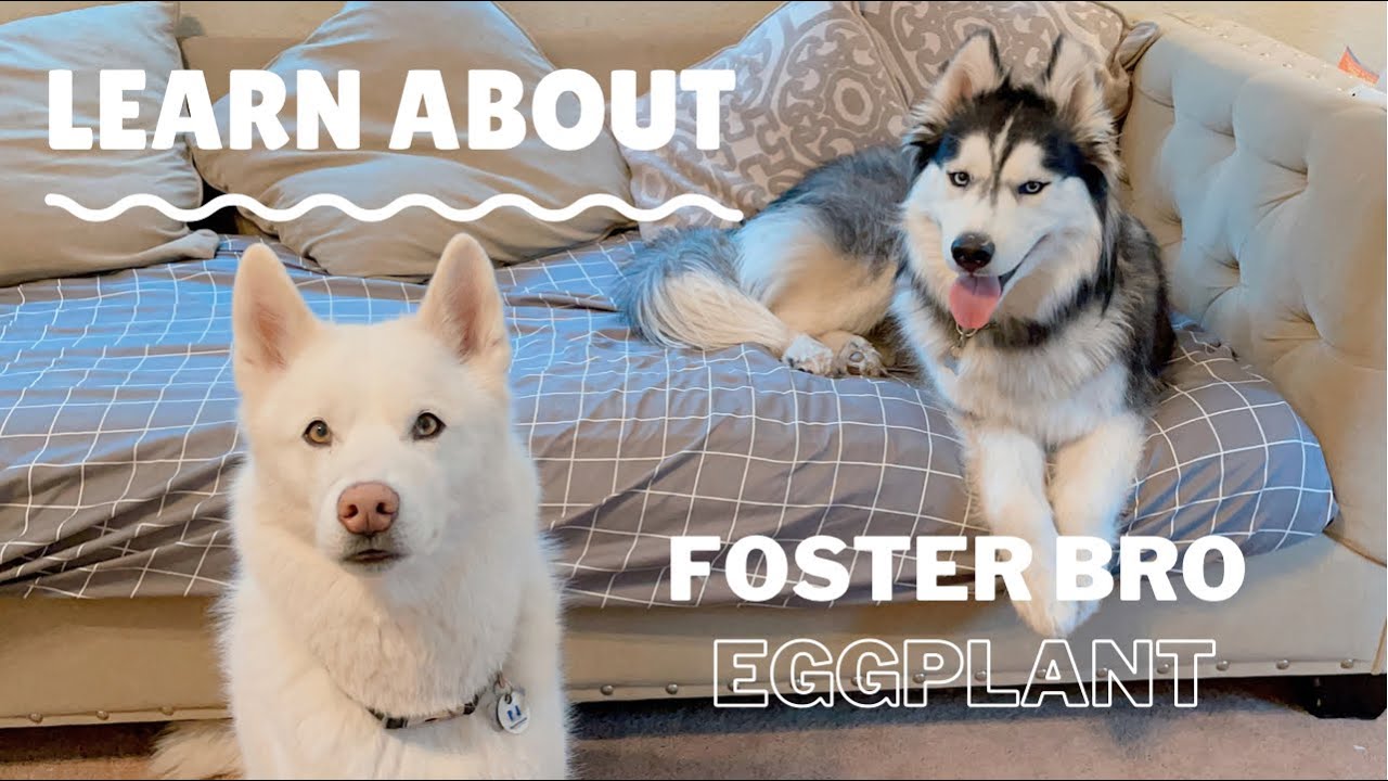 Huskies Explain Why You Should ADOPT Our Foster HUSKY - YouTube