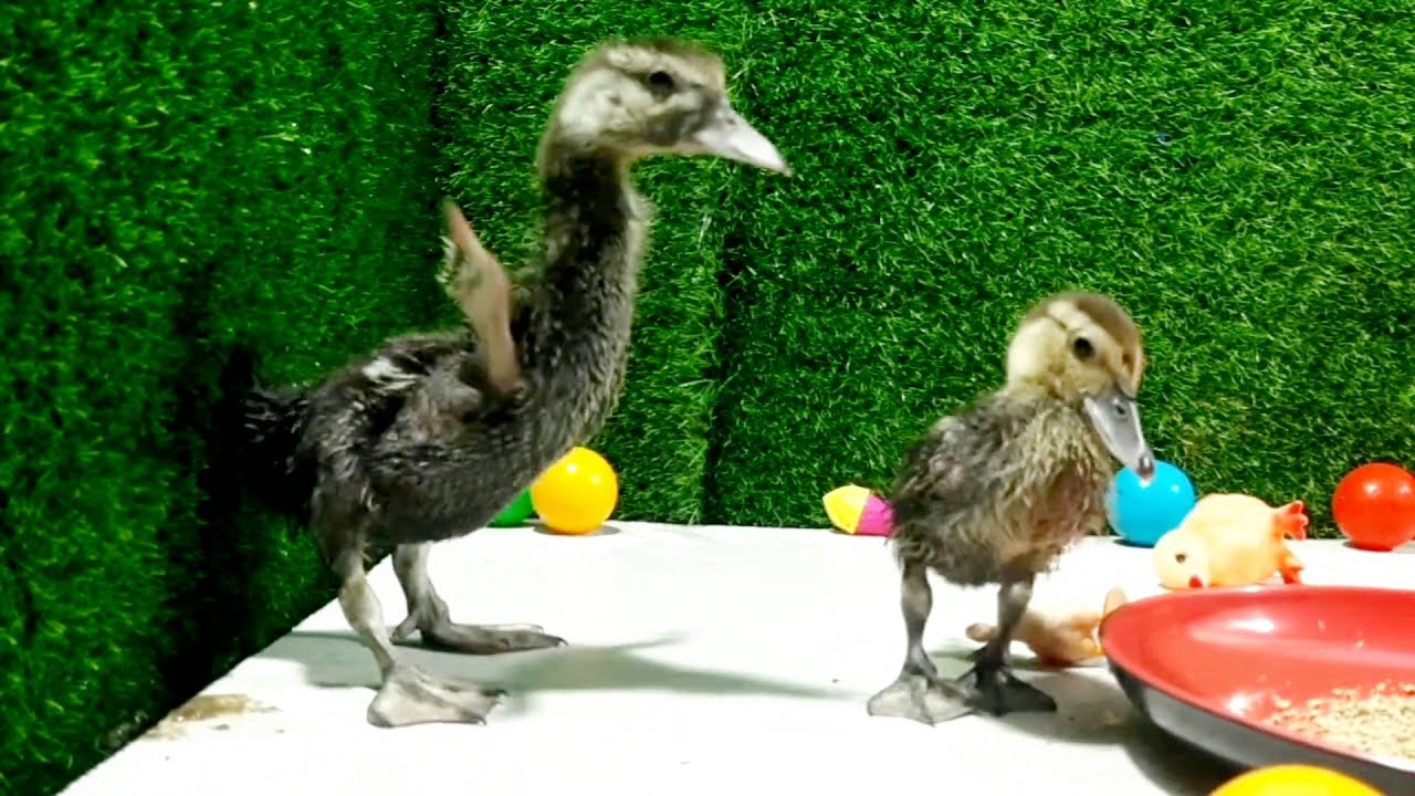 Experiment !! Ducklings feels relaxing after feeding. Duckling ...