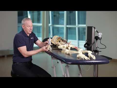 How to Scan & Inject a CMC Joint with Ultrasound