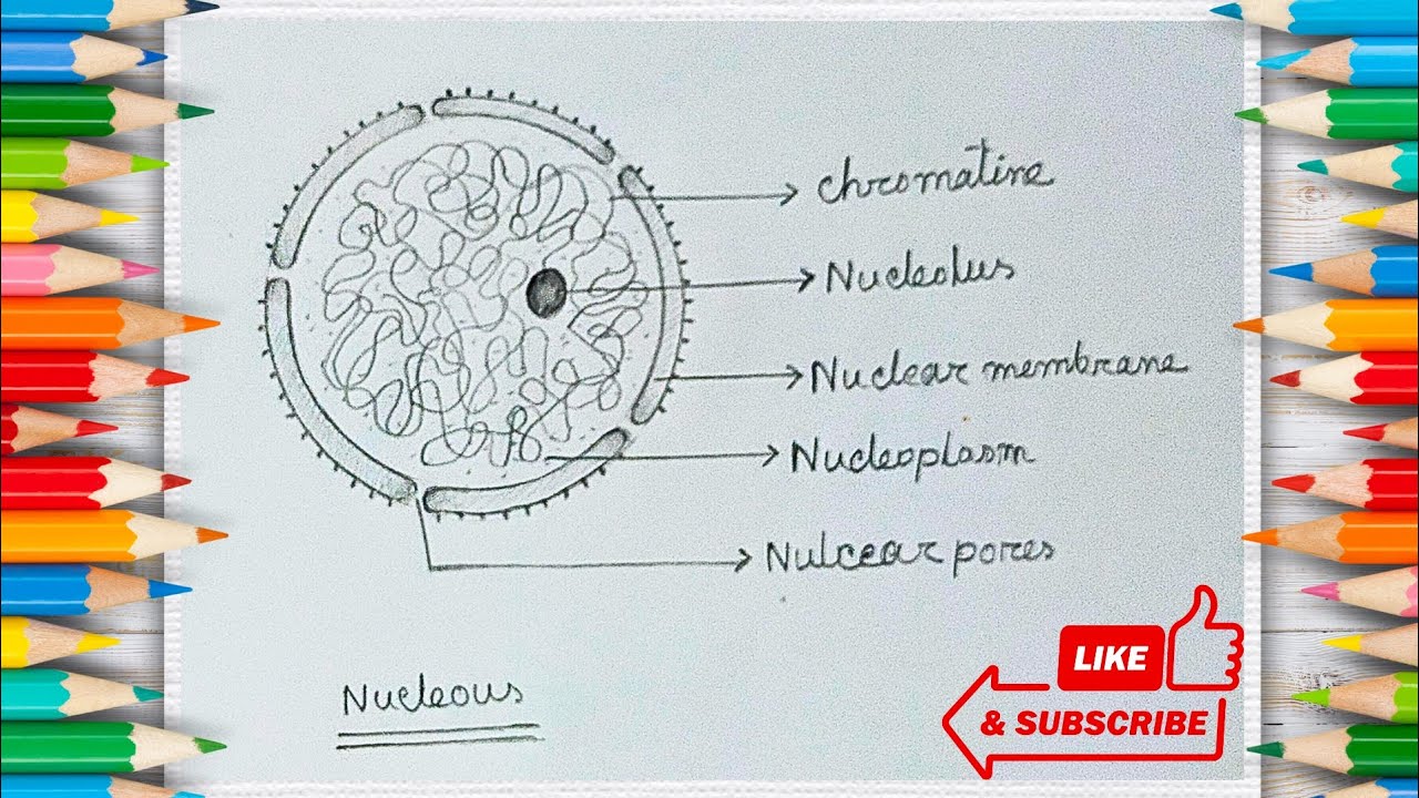 Nucleus Diagram with Labels | Structure of Nucleus | Easy Biology ...
