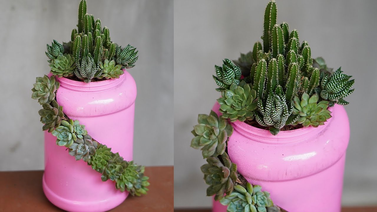 Tips To Have A Beautiful Miniature Rock Lotus Garden - YouTube