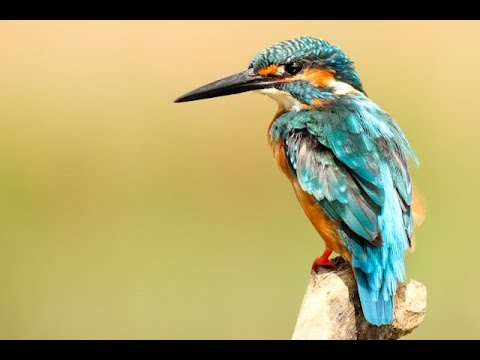 Birds navigate using clues from the magnetic field of Earth - YouTube