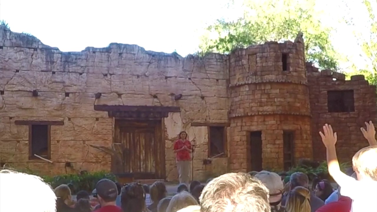"Flights of Wonder" Bird Show in Animal Kingdom @ Walt Disney World ...