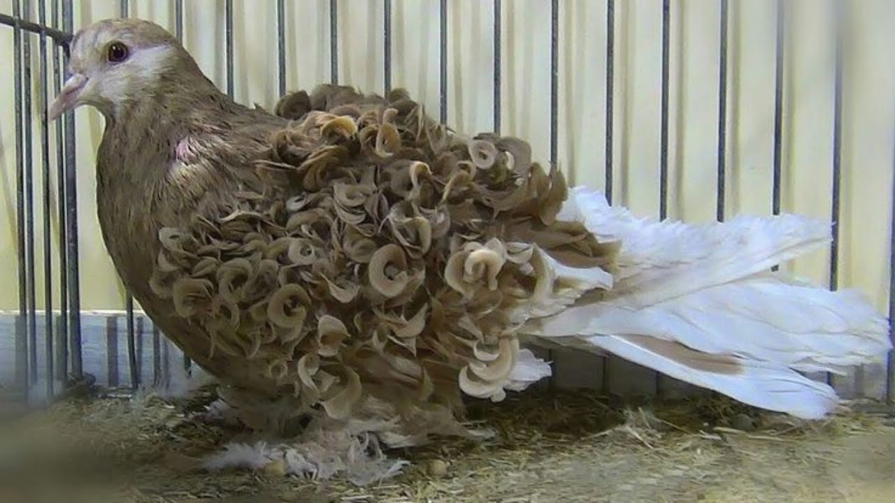 Stunning Frillback Pigeons Facts | - YouTube