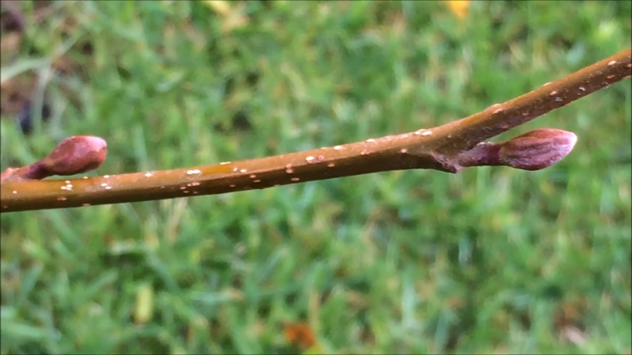 Common Alder (Alnus glutinosa) - branch & buds close up - November 2017 ...