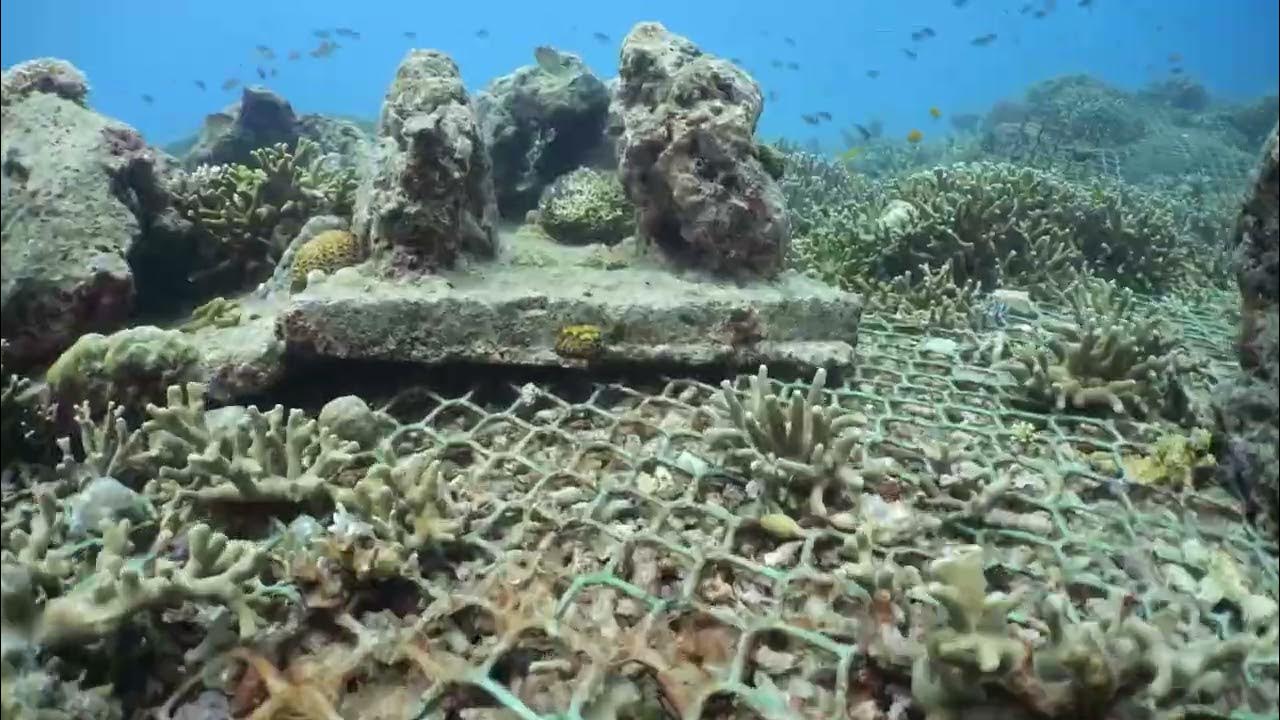 Dive into a Coral reef rehabilitation project - YouTube