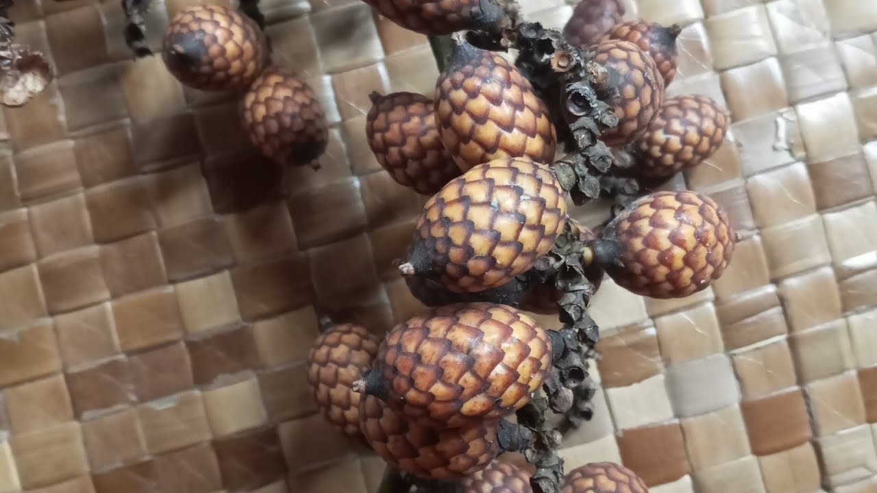 Kalape is a Fruit From The Jungle | Natures Gift - YouTube